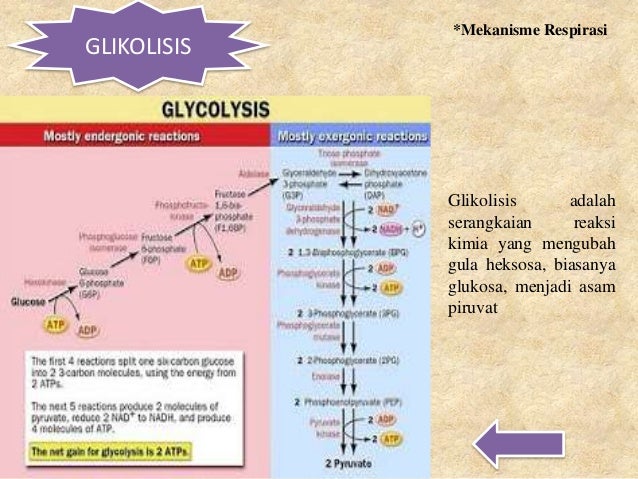 Respirasi Pada Tumbuhan Powerpoint