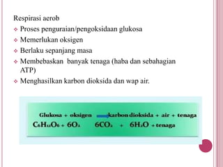 Respirasi sel | PPTX