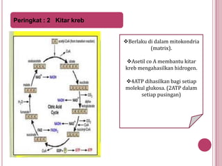 Respirasi sel | PPTX
