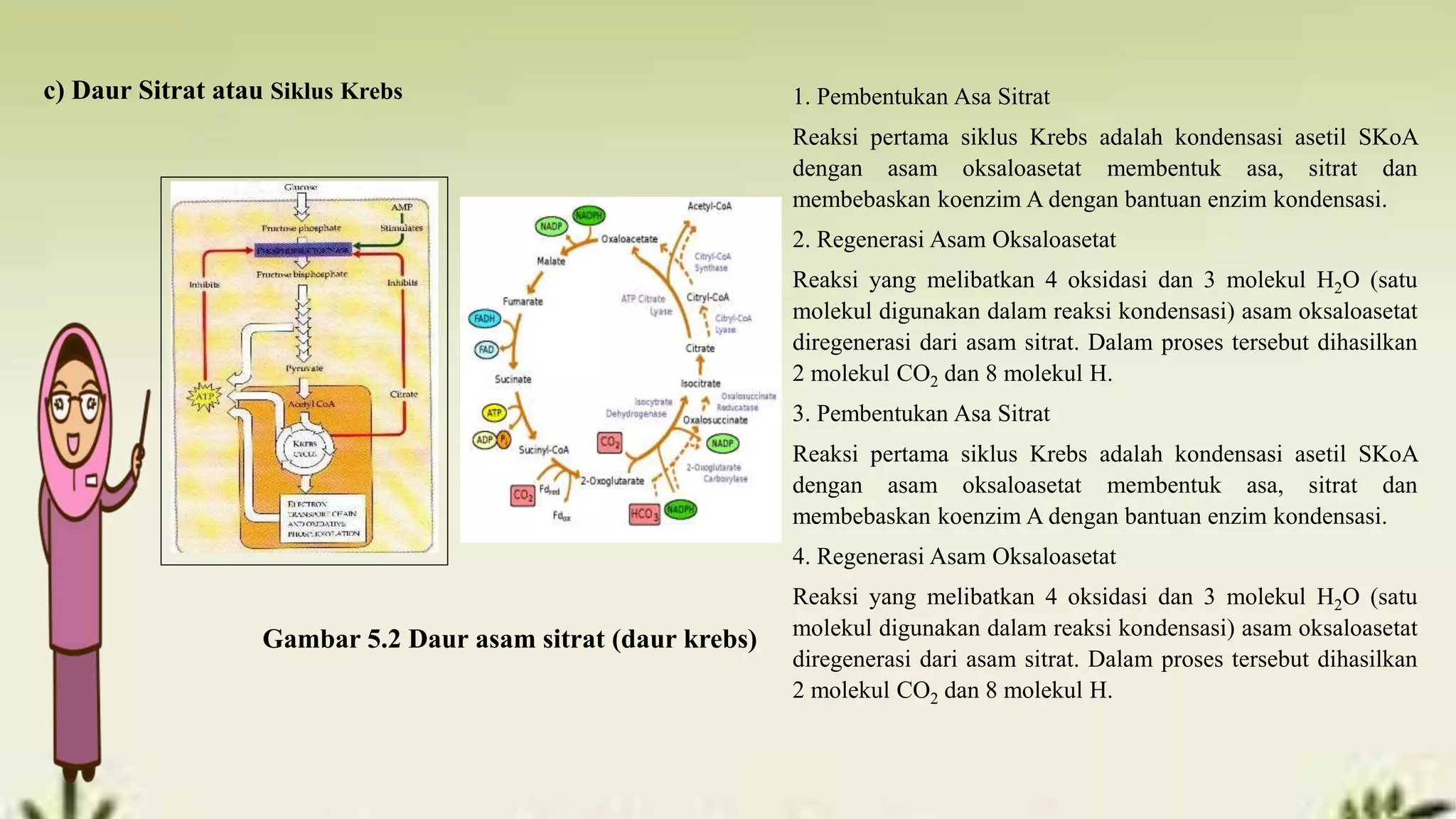 Makalah Botani Farmasi: 5. Respirasi Tumbuhan | Kelas: 2H | Dosen ...