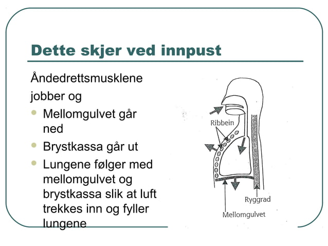 Respirasjon | PPT
