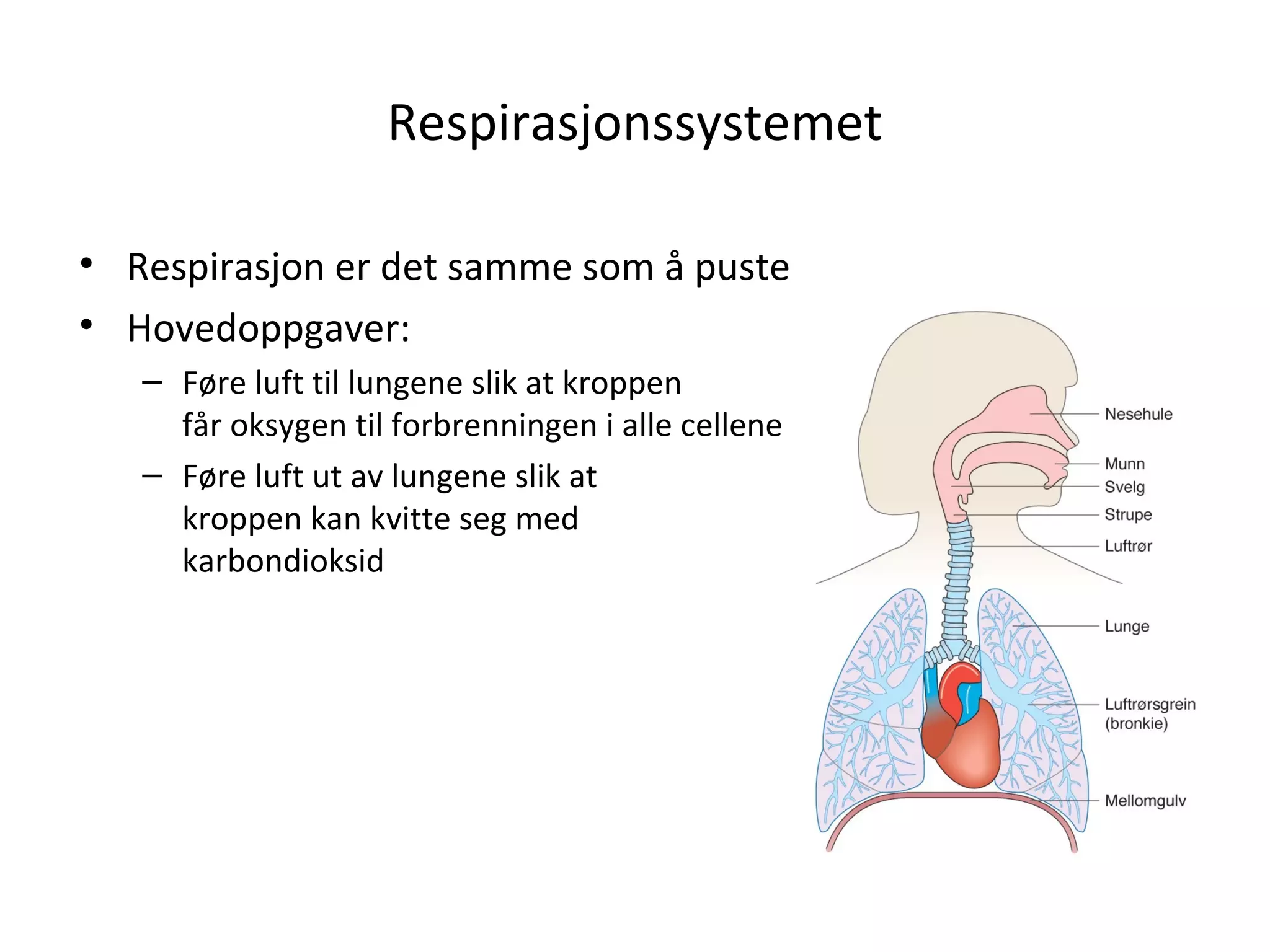 Respirasjonssystemet | PPT