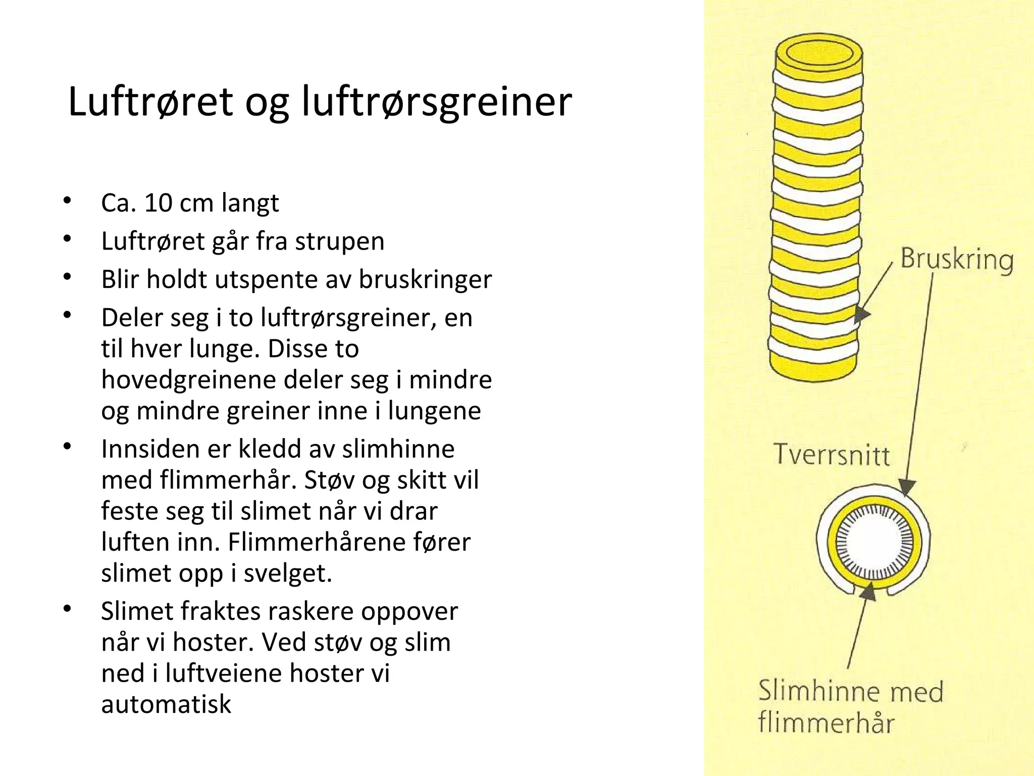 Respirasjonssystemet | PPT