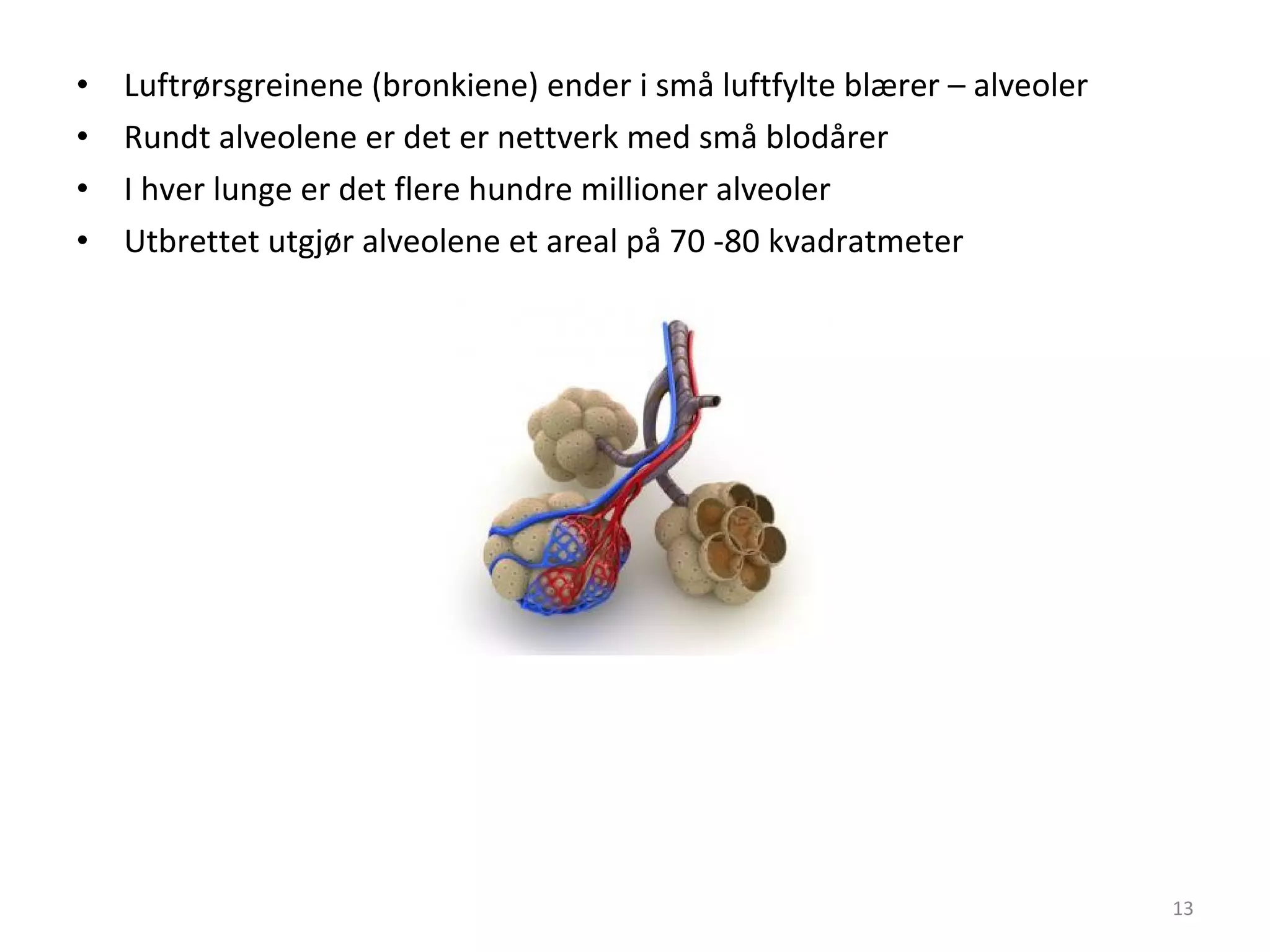 Respirasjonssystemet | PPT