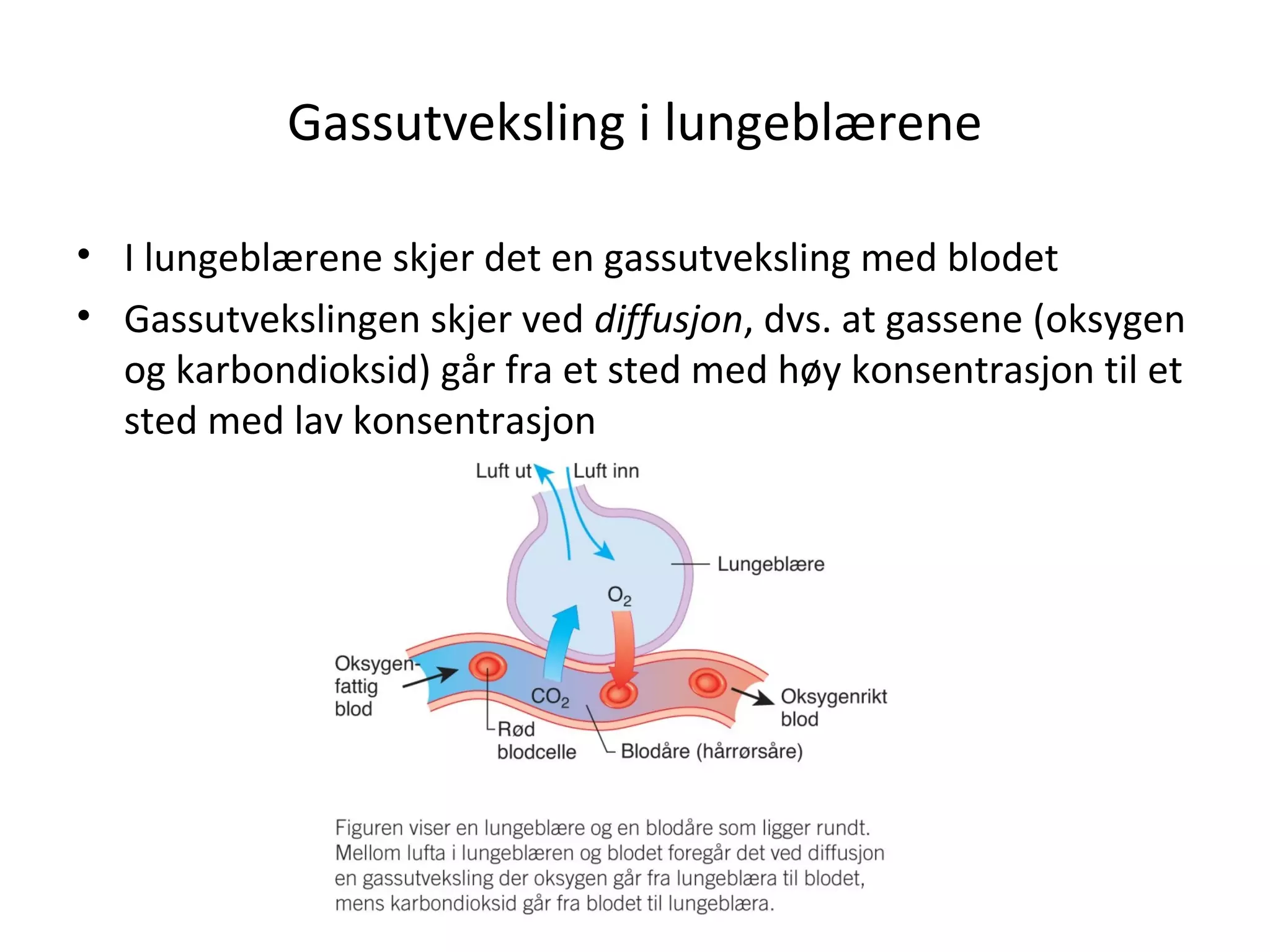 Respirasjonssystemet | PPT