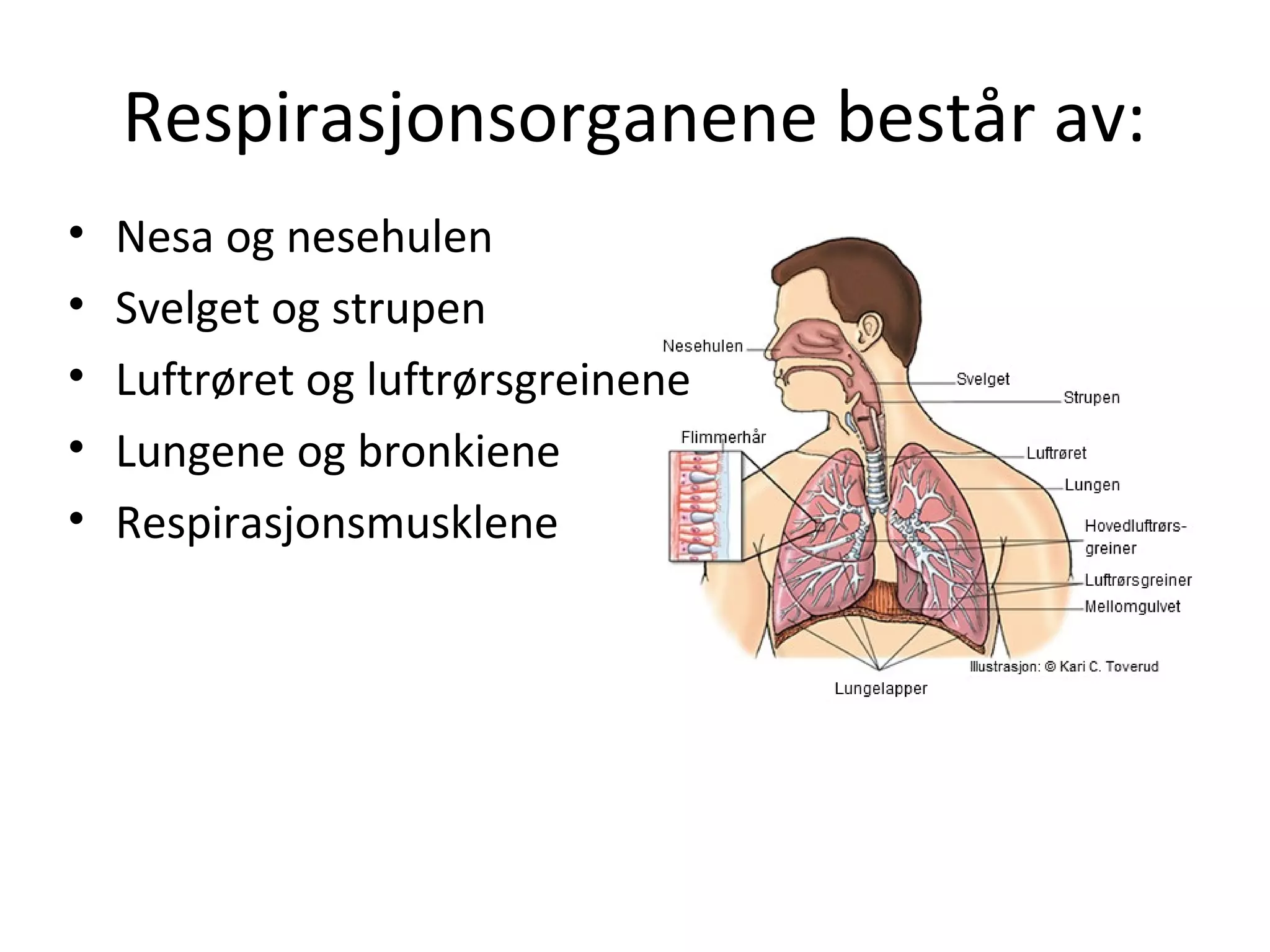 Respirasjonssystemet | PPT