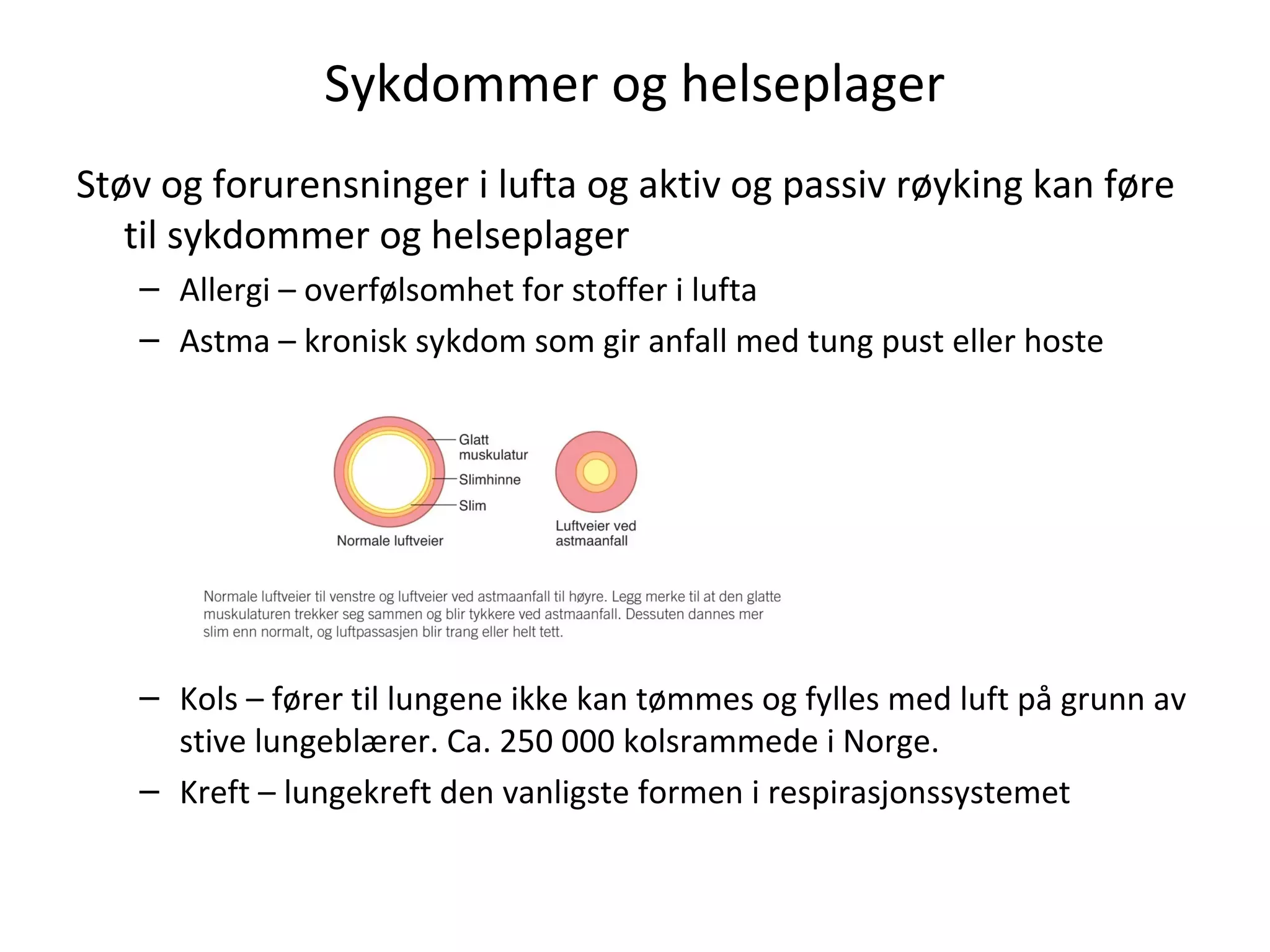 Respirasjonssystemet | PPT