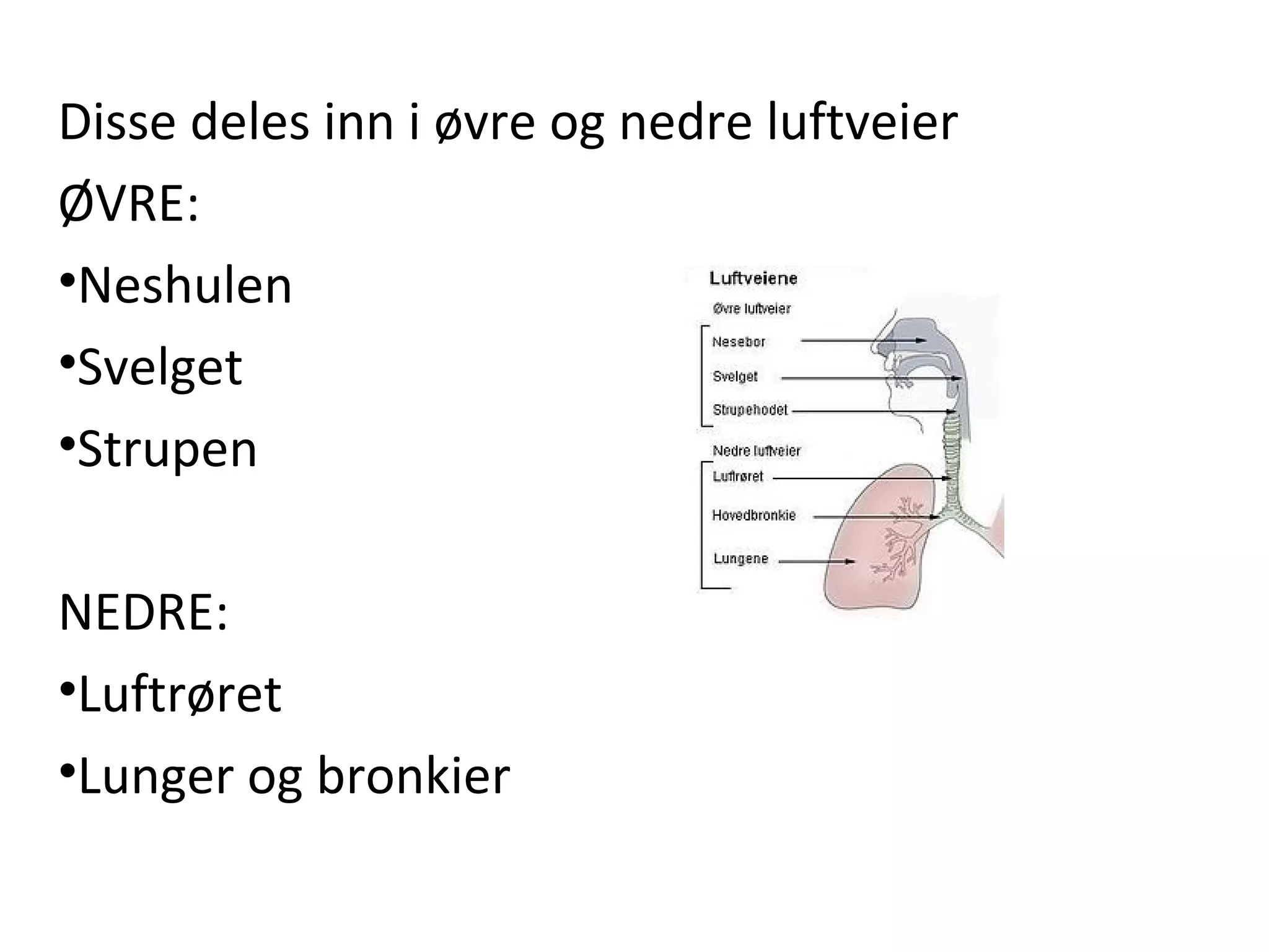 Respirasjonssystemet | PPT