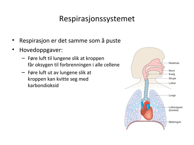 Respirasjonssystemet | PPT