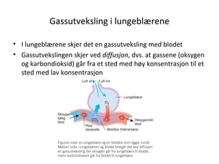 Respirasjonssystemet | PPT