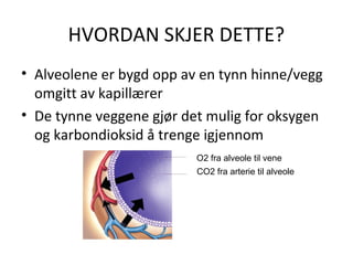 Respirasjonssystemet | PPT