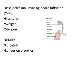 Respirasjonssystemet | PPT