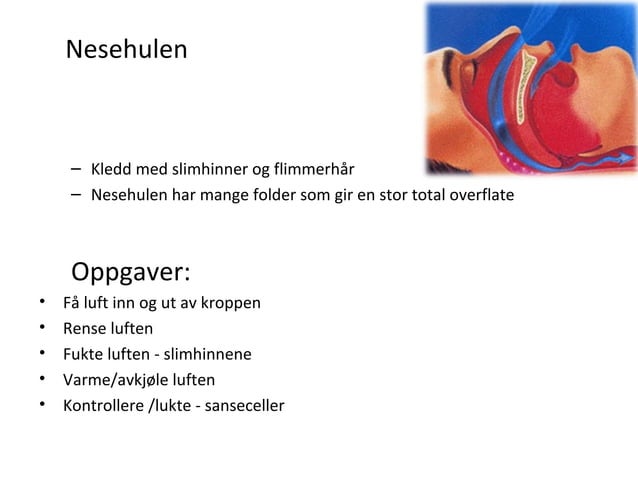 Respirasjonssystemet | PPT