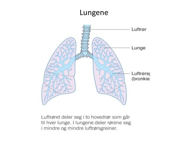 Respirasjonssystemet