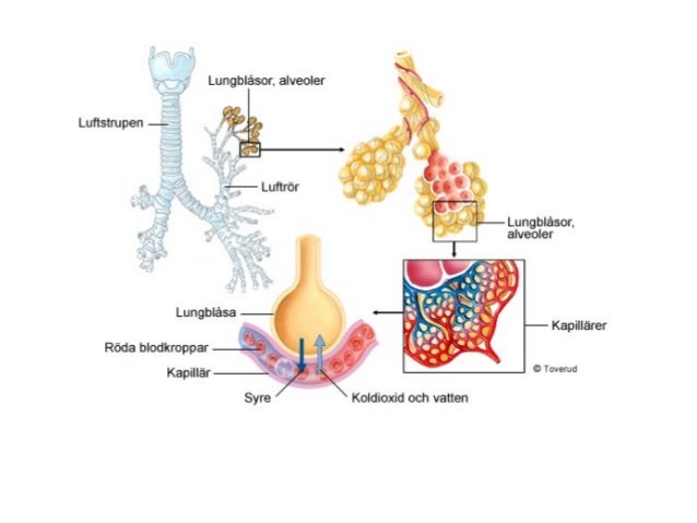 Respirasjonssystemet