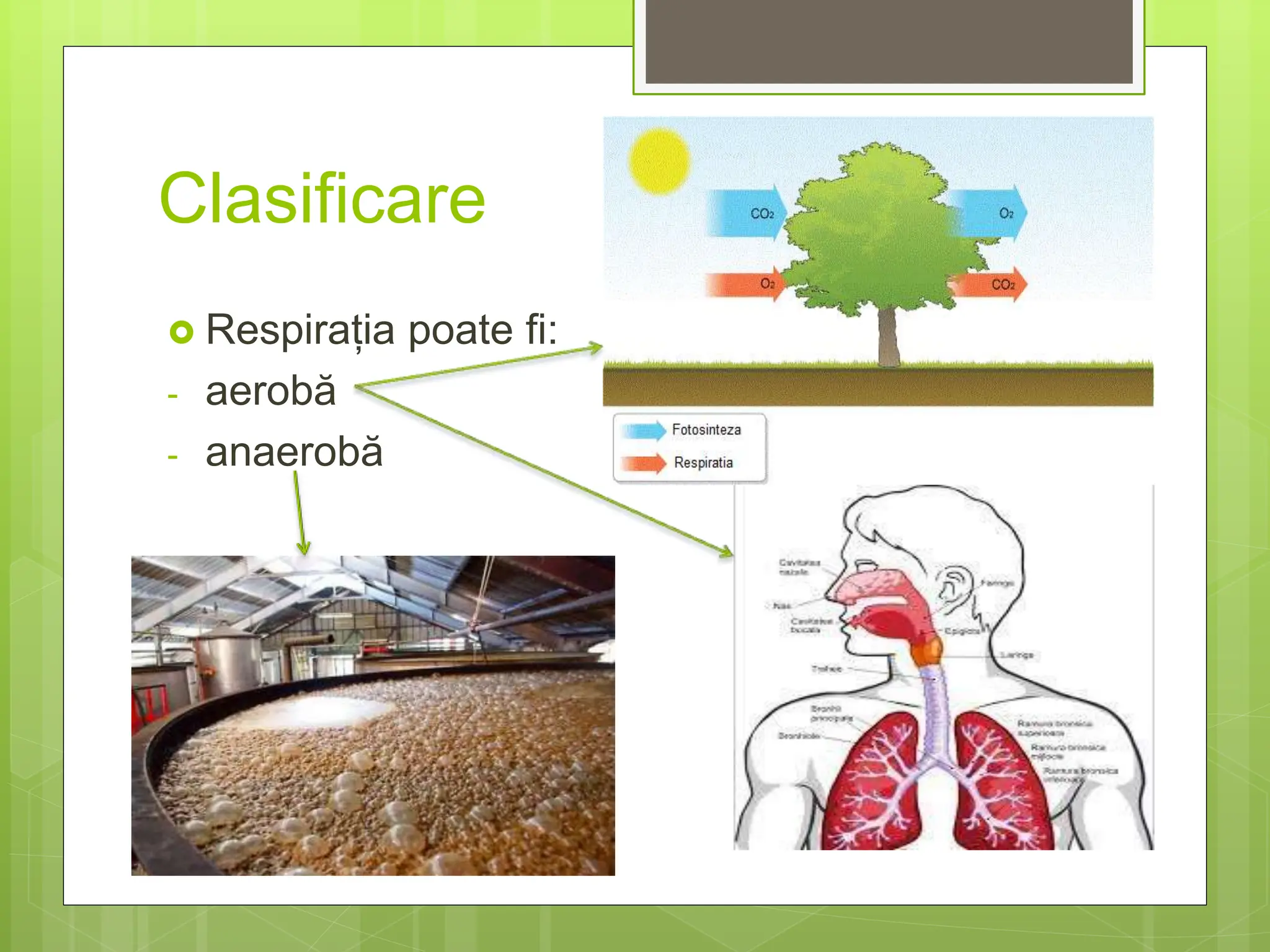 Respiratia aeroba si anaeroba.pptx