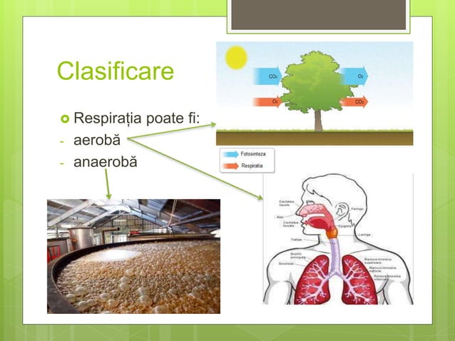 Respiratia aeroba si anaeroba.pptx