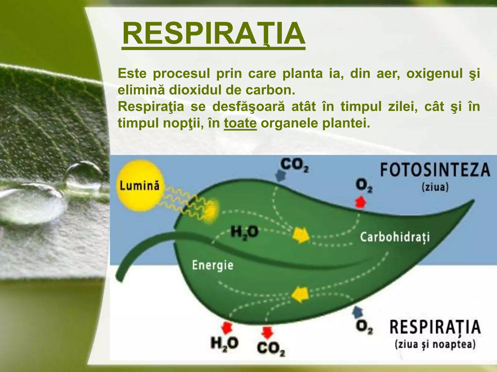 Respiratia la plante | PPT