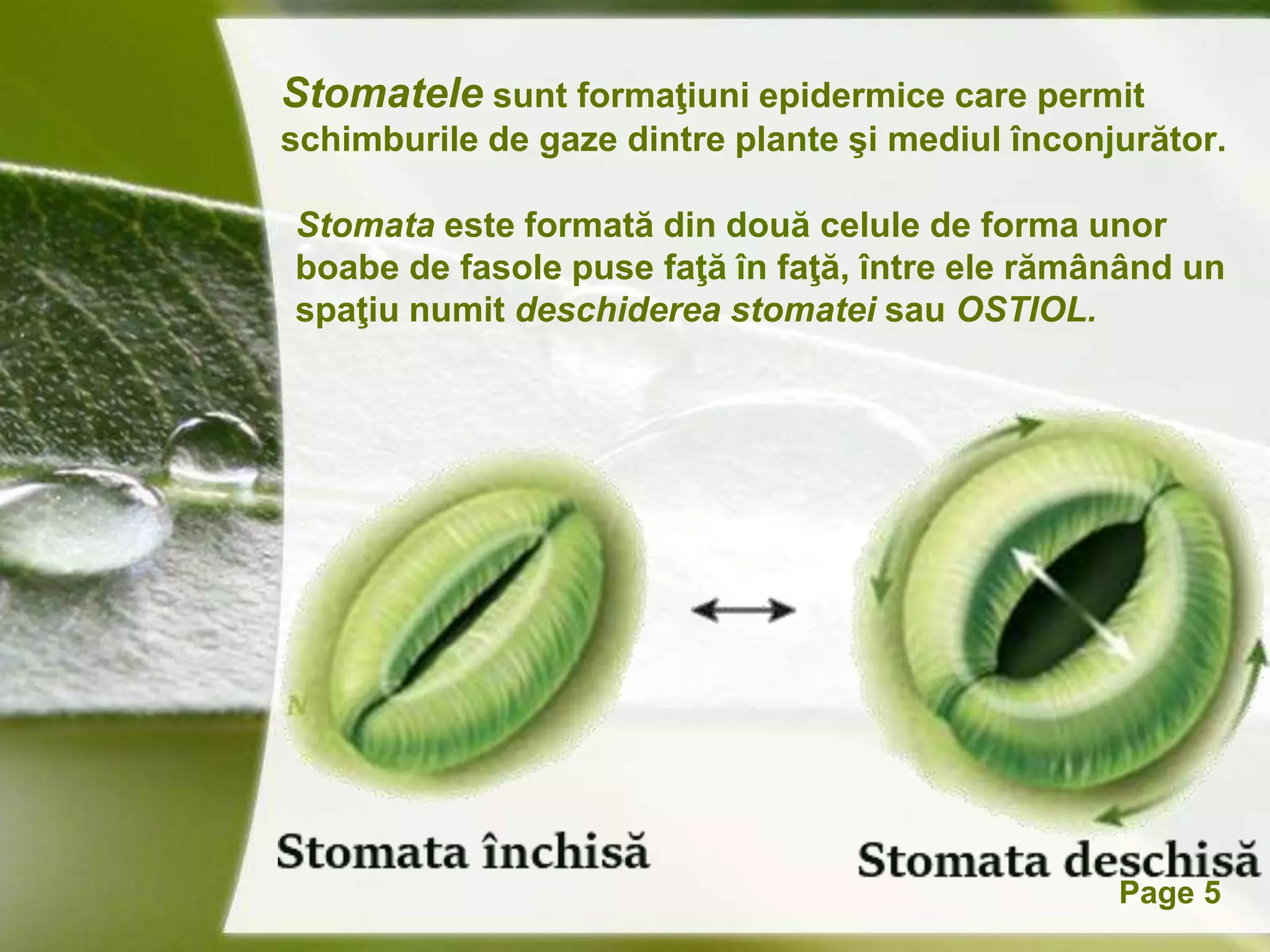 Respiratia la plante | PPT