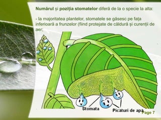 Respiratia la plante | PPT