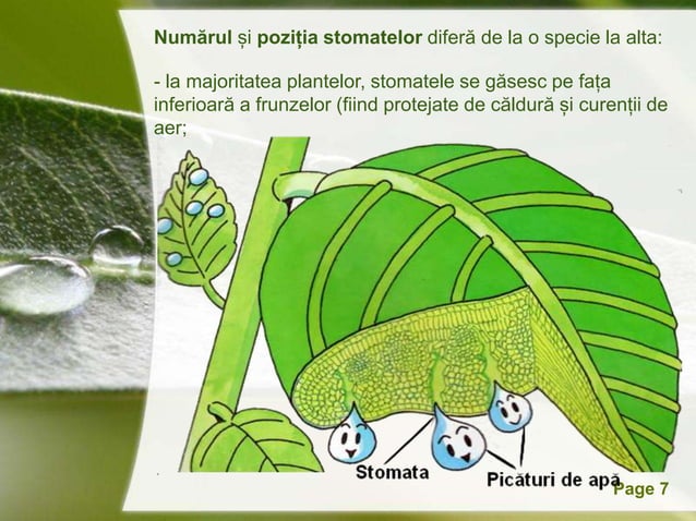 Respiratia la plante | PPT