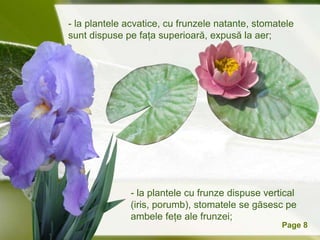 Respiratia la plante | PPT