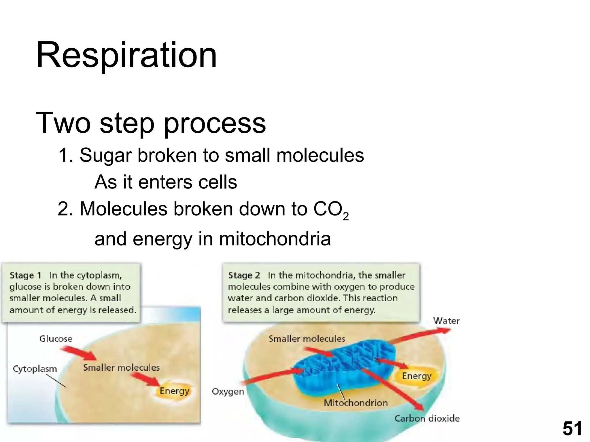 Respiration | PPS