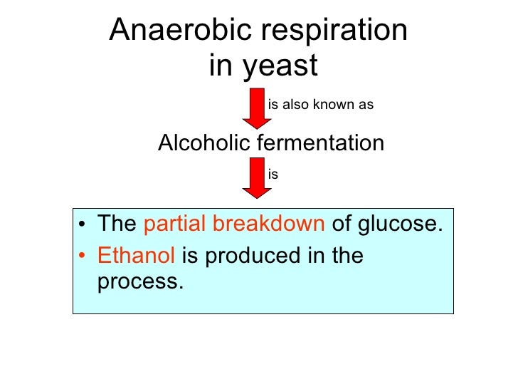 Aerobic Respiration In Yeast Equation – IMCUI