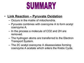 Respiration | PPT