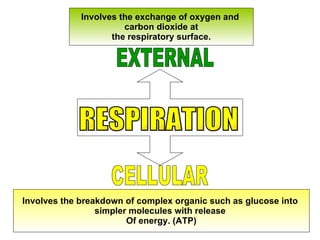 Respiration | PPT