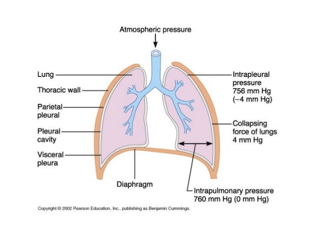 Lung Diagram Inspiration Pleural Pressure