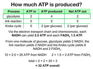 Respiration | PPT