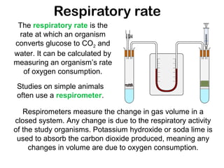 Respiration | PPT