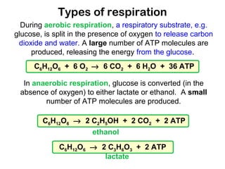 Respiration | PPT
