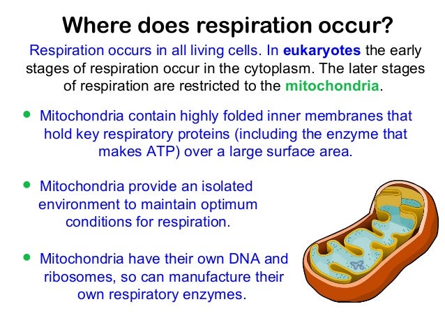 Does Cellular Respiration Occur In Plants Plant Ideas does-cellular-respiration-occur-in-plants-plant-ideas