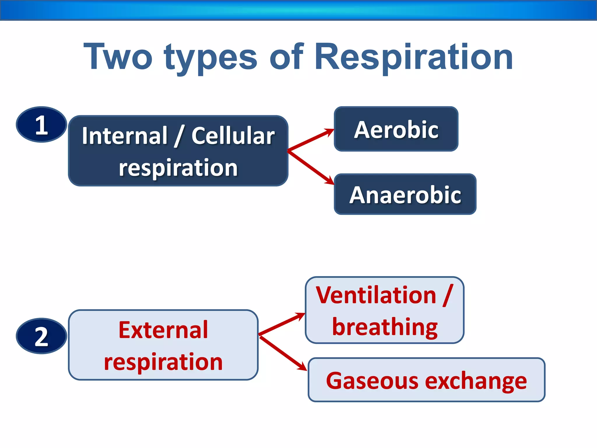 Respiration | PPTX