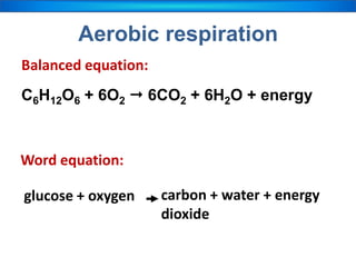 Cellular Respiration Word Equation