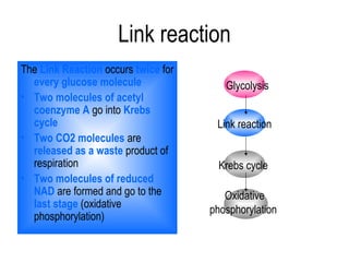 Respiration | PPT