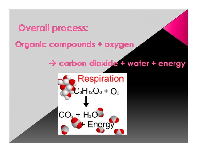 Respiration | PPT | Free Download