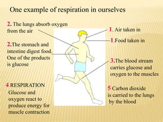 Respiration | PPT