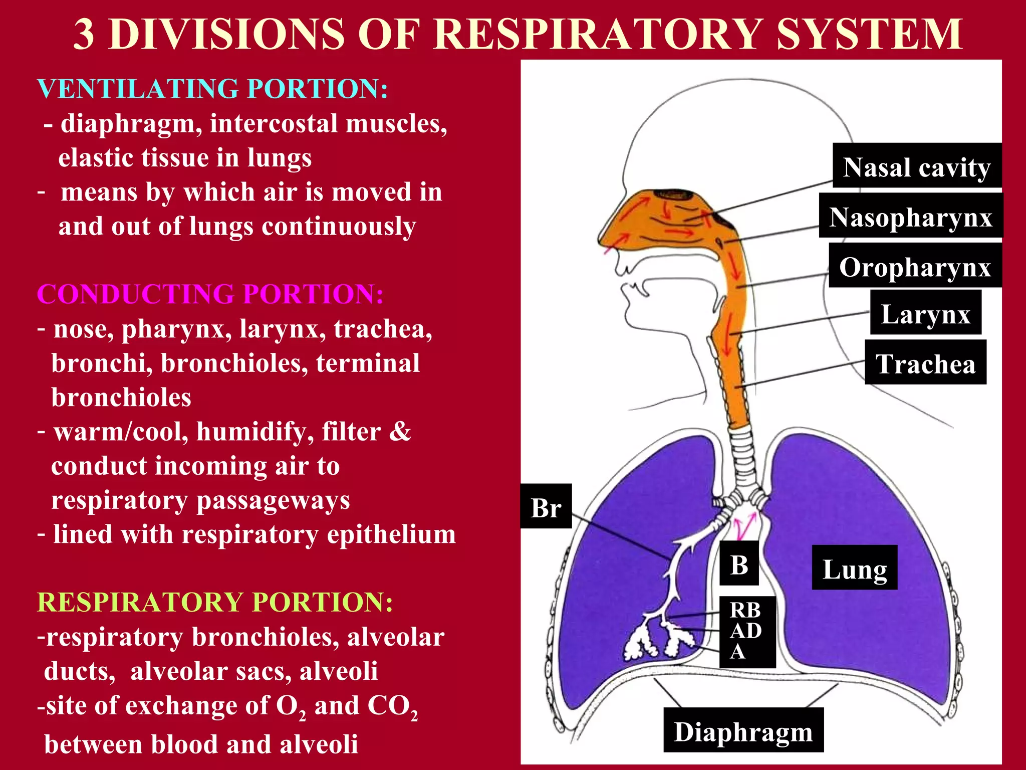 Respiration | PPT