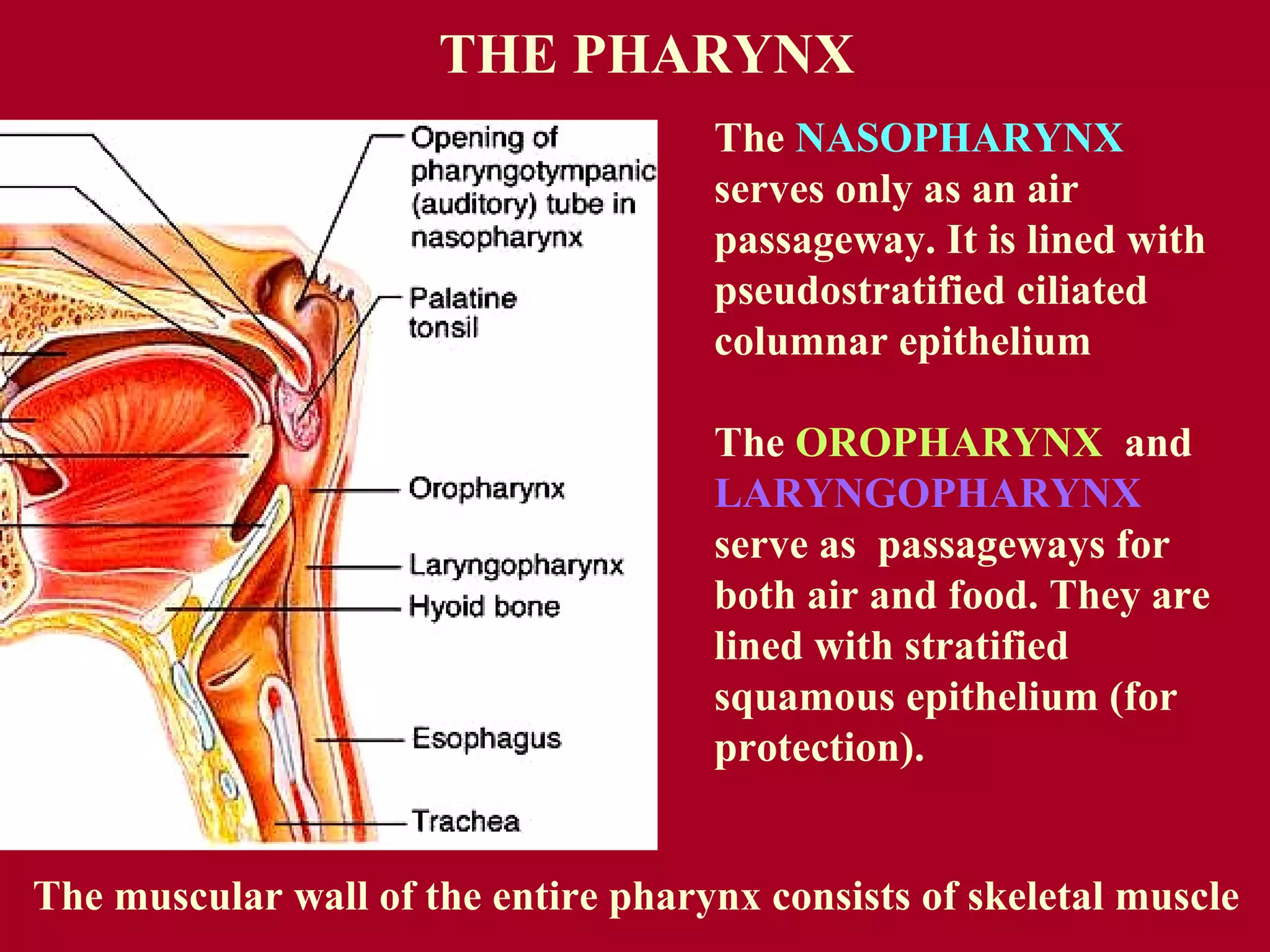Respiration | PPT