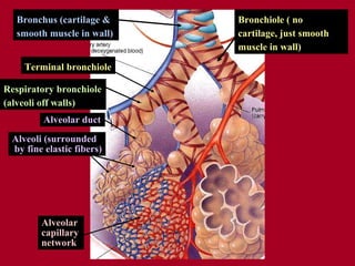 Respiration | PPT
