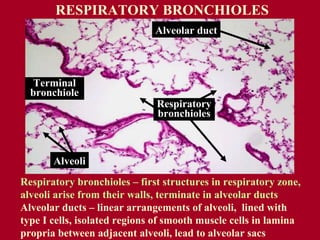 Respiration | PPT