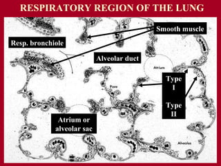 Respiration | PPT