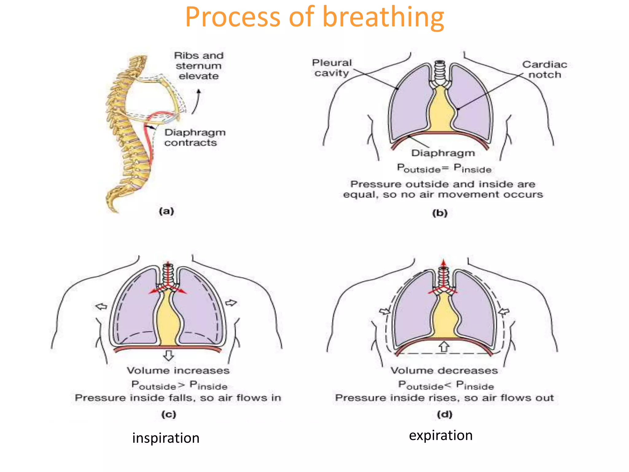 Respiration IGCSE | PPTX