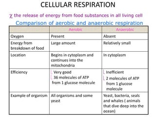 Respiration IGCSE | PPTX