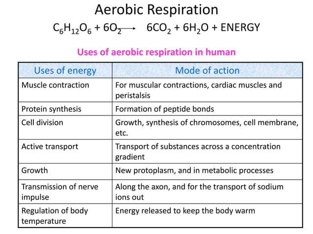 Respiration IGCSE | PPT