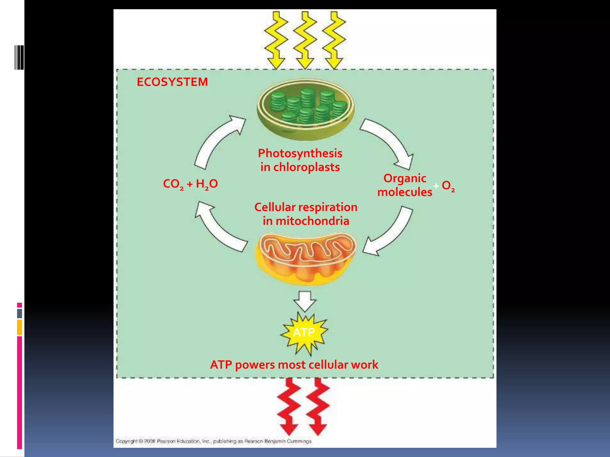 Respiration in Organisms | PPTX