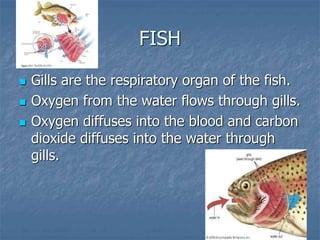 Respiration | PPT